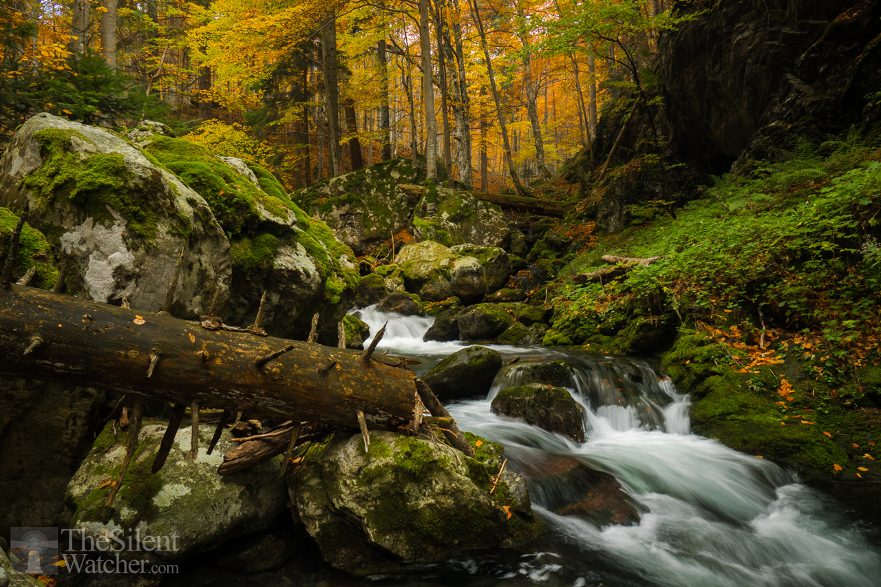 Peaceful Autumn – The Silent Watcher